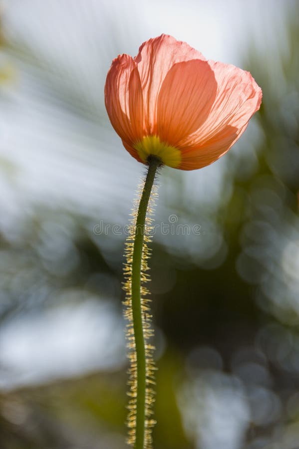 Single Pink Poppy stock photo. Image of poppy, outdoors - 3271156