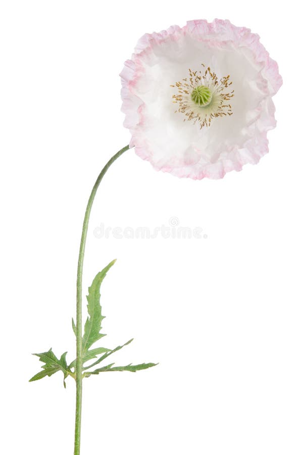 Single Pink Poppy on White Background Stock Photo - Image of design ...