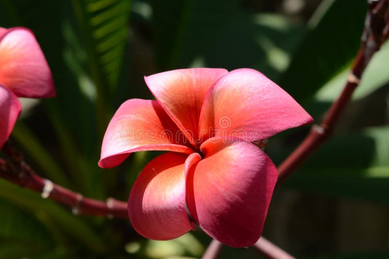 Singlepink Stock Photos - Free & Royalty-Free Stock Photos from Dreamstime