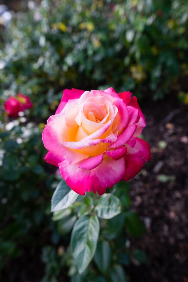 Single Pink Red Rose with Green Background Stock Image - Image of rose ...