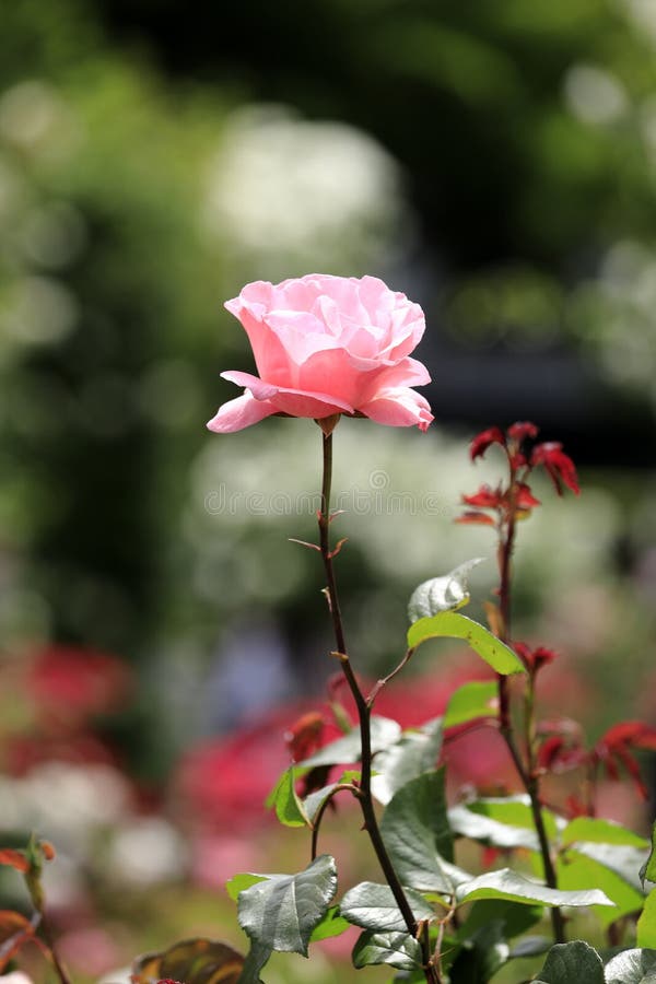 Single pink rose stock photo. Image of garden, rose - 219245146