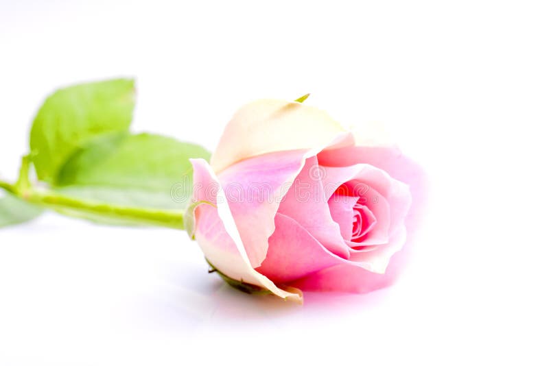 Single pink rose stock photo. Image of nature, pretty - 29552024