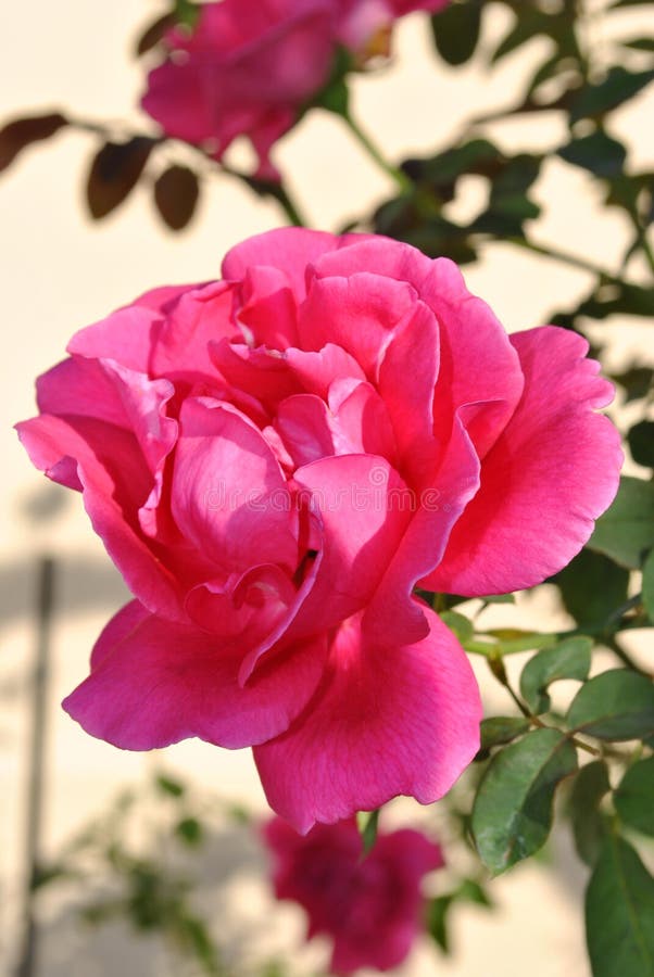 Single pink rose stock photo. Image of roses, rose, biology - 38297636