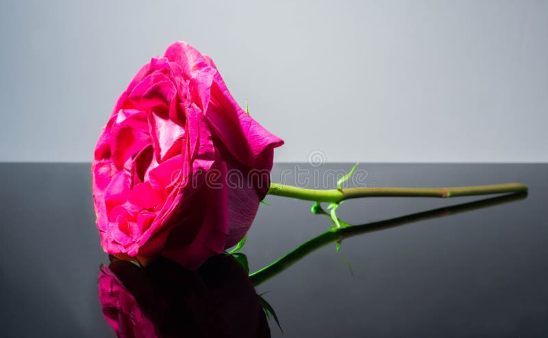 Single Pink Rose Alone, Arrangement, Beauty Stock Photo - Image of ...