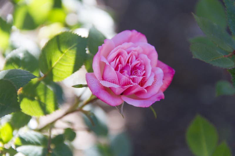 A single pink rose stock photo. Image of summer, petal - 117200294