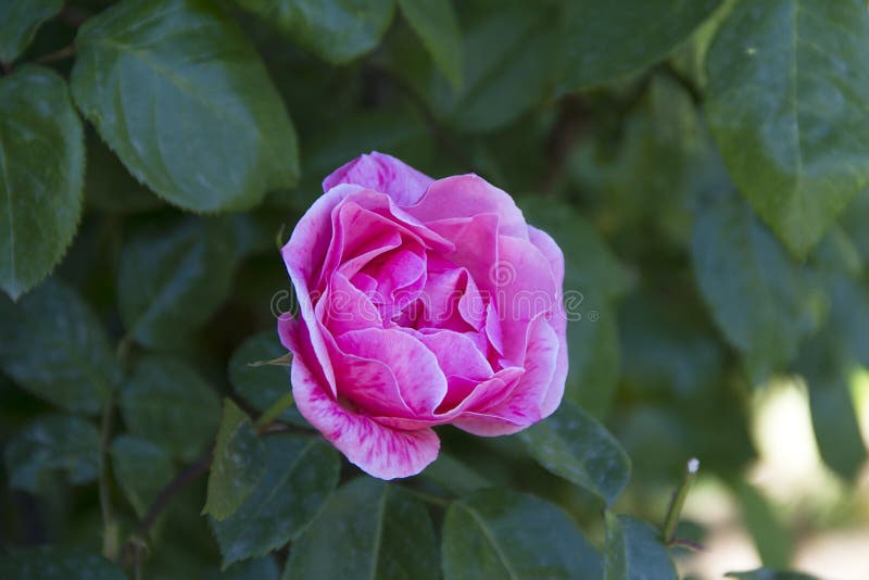 A single pink rose stock photo. Image of pink, flower - 117200370