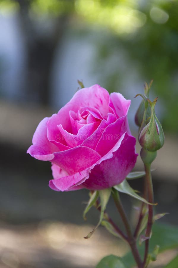 A single pink rose stock photo. Image of field, summer - 117200504