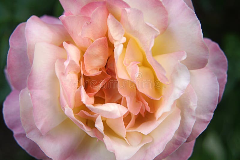 Single Pink Rose stock photo. Image of love, flora, petals - 33311504