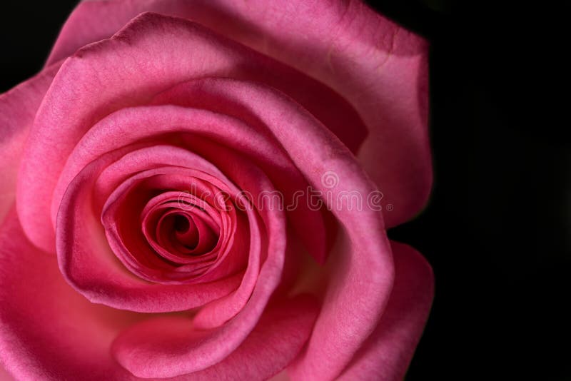 Single Pink Rose With Warm Lights In Background Stock Image - Image of ...