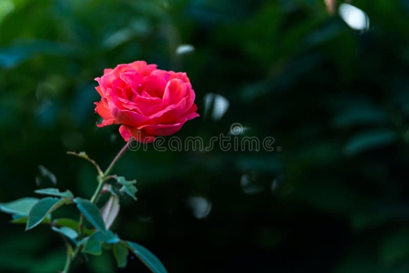 Single pink rose stock image. Image of leaves, green - 77711481