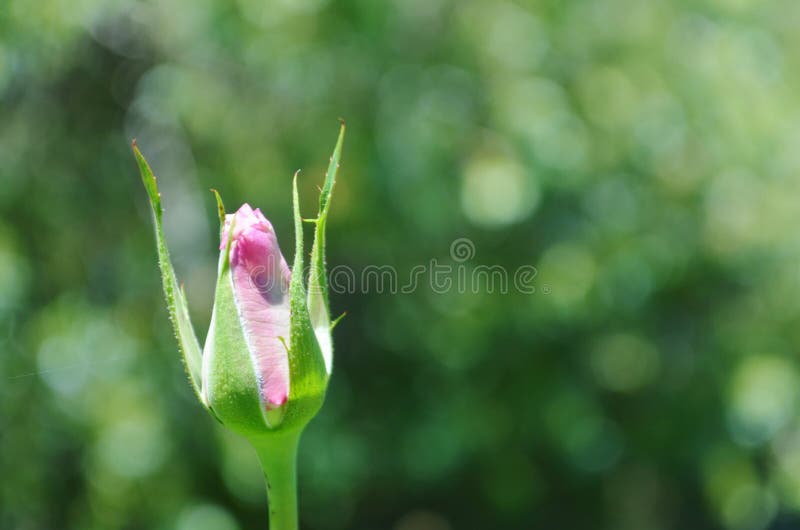 Single pink rose bud. stock photo. Image of garden, bloom - 45732966