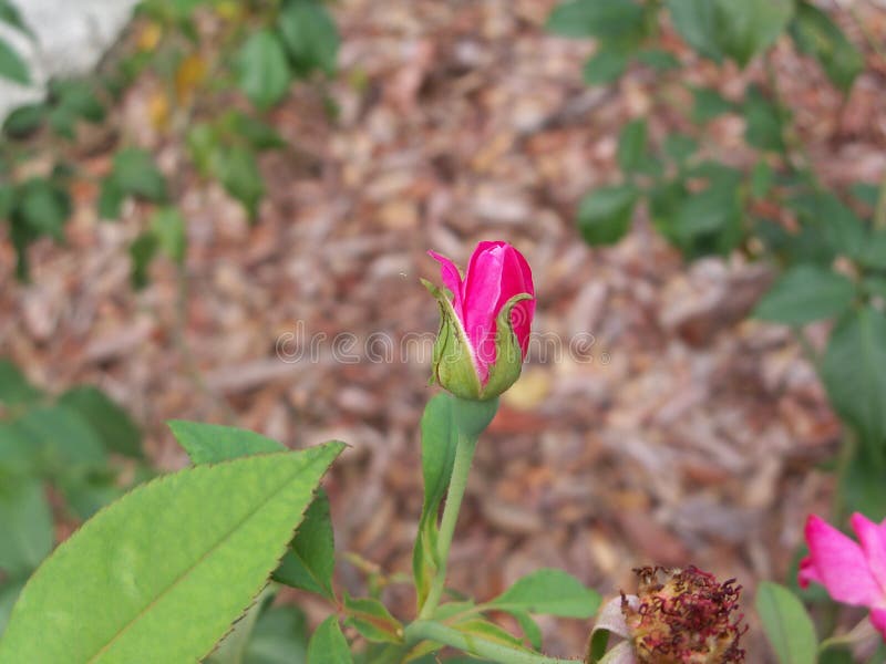 A Delicate Pink Rosebud in the Garden Stock Image - Image of blossom ...