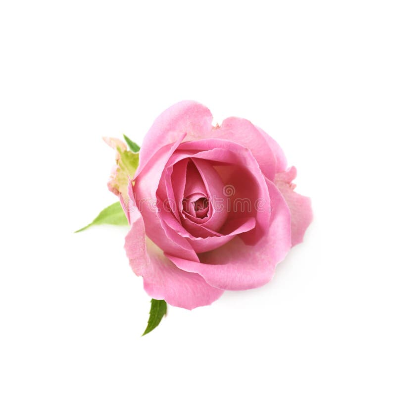 Single Pink Rose Bud Isolated Stock Photo - Image of anniversary ...