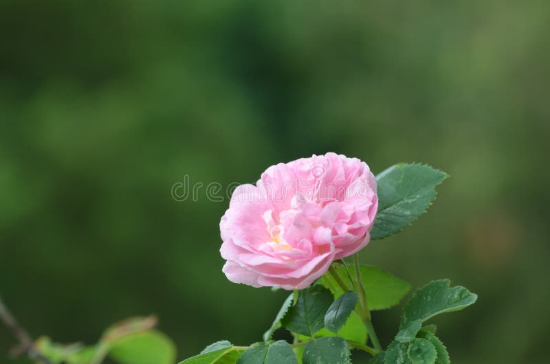 Single pink rose close up stock image. Image of botanic - 156283321