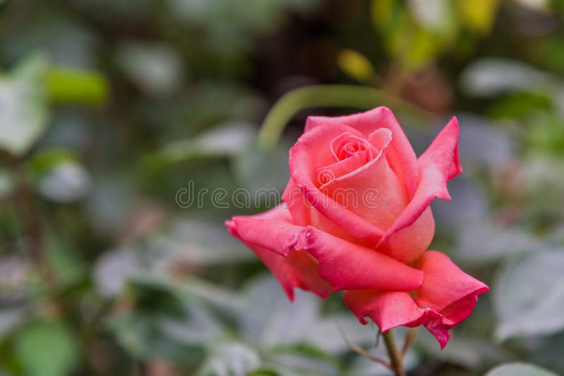 Single pink rose close up stock photo. Image of birthday - 97238558