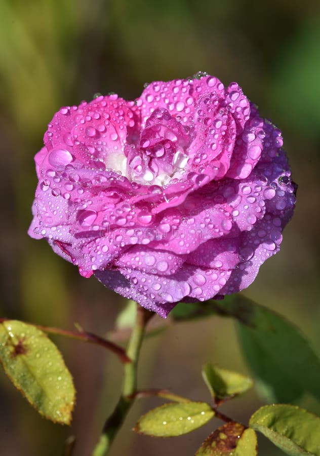 Romantic Pink Rose Dew Drops Dusk Stock Photos - Free & Royalty-Free ...