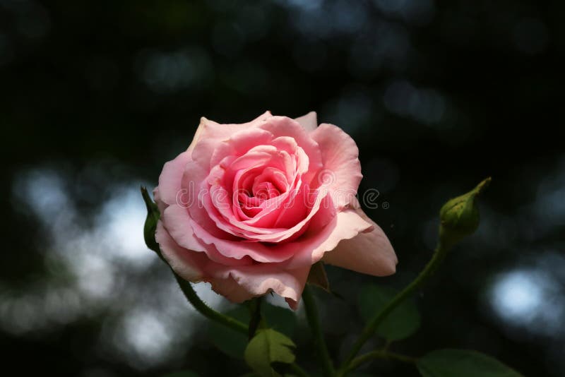Single Pink Rose with Dark Background. Stock Photo - Image of ...