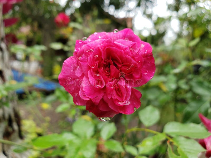 A Single Pink Rose with Dew Drops Stock Photo - Image of beauty ...