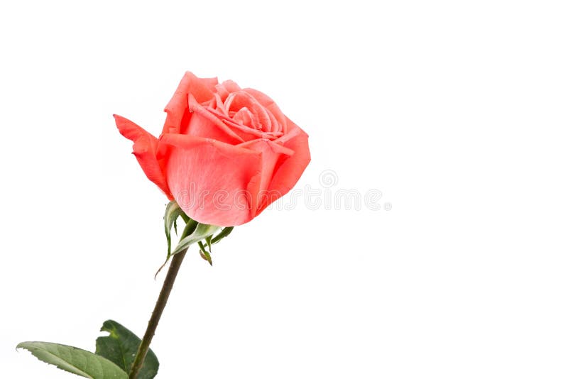 Single Pink Rose Flower Isolate Stock Image - Image of single, rose ...
