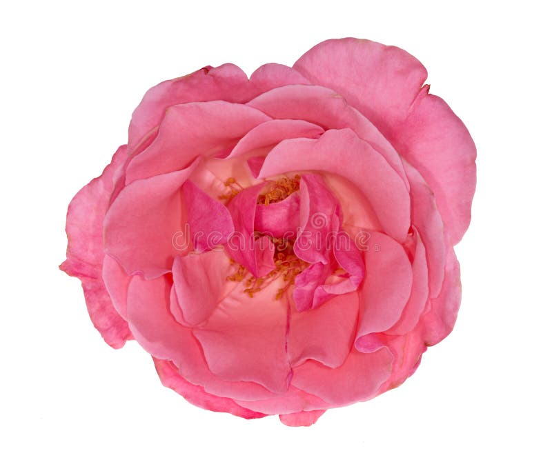 Single Pink Rose Flower Isolated on White Stock Image - Image of single ...