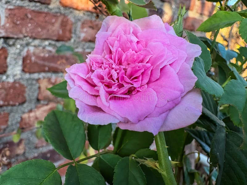 Single Pink Rose in Full Bloom Hybrid Tea Rose Stock Photo - Image of ...