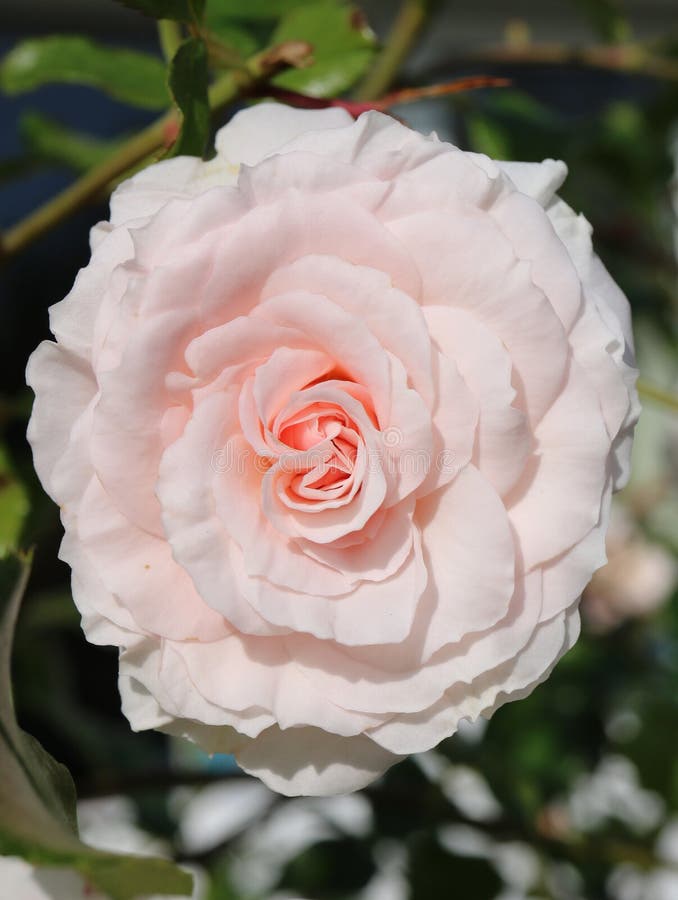 Single Pink Rose in Full Bloom in Sunlight Stock Photo - Image of ...
