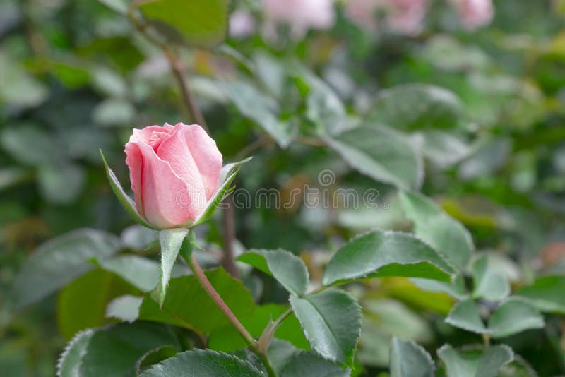 Single pink rose in garden stock photo. Image of admire - 138669240