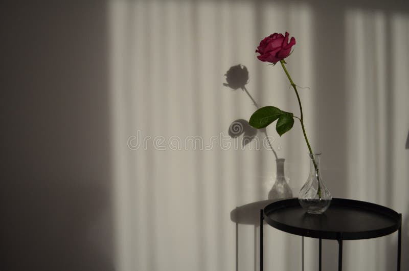 Single Pink Rose in a Glass Vase on a Wooden Table Stock Photo - Image ...
