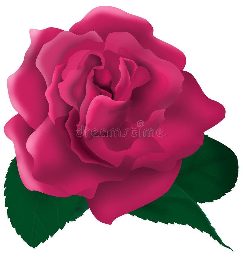 Rose Illustration Stock Illustrations – 504,282 Rose Illustration Stock ...
