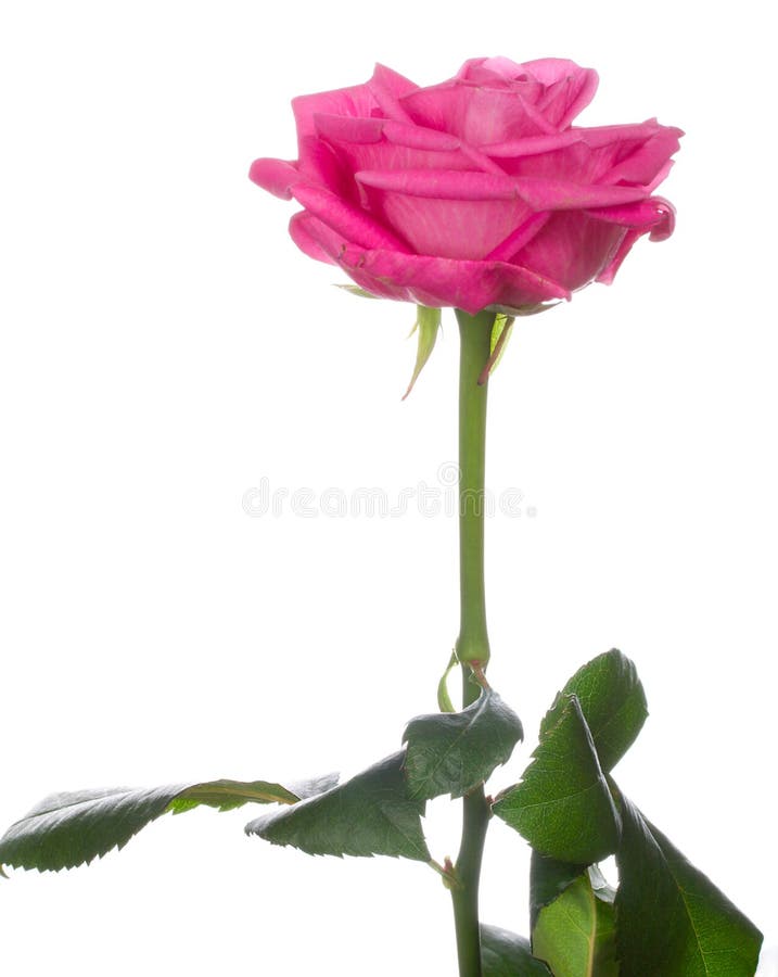 Single Pink Rose Isolated Picture. Image: 7715638