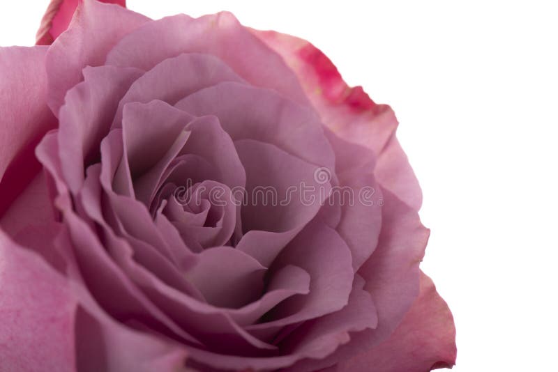 Single pink rose stock photo. Image of closeup, pink - 262436118