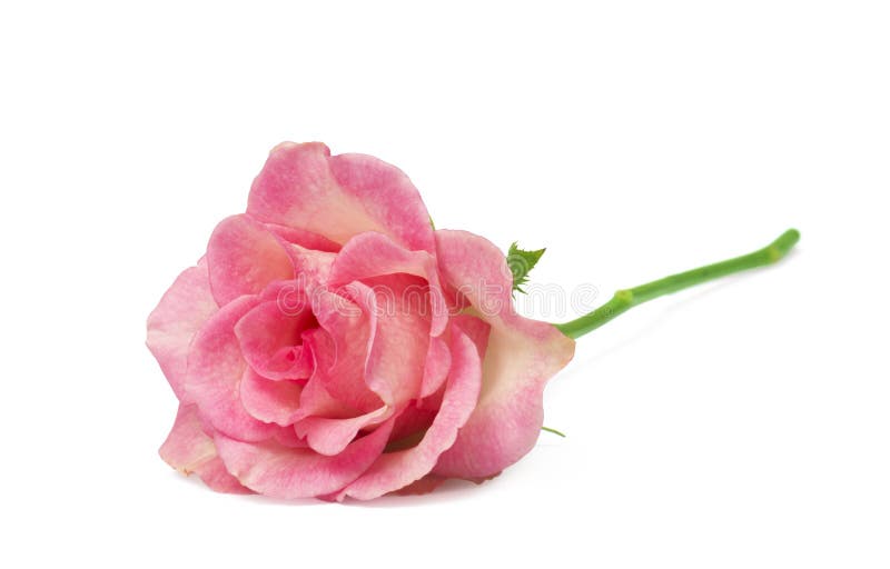 Single Pink Rose, Isolated on White Background Stock Image - Image of ...