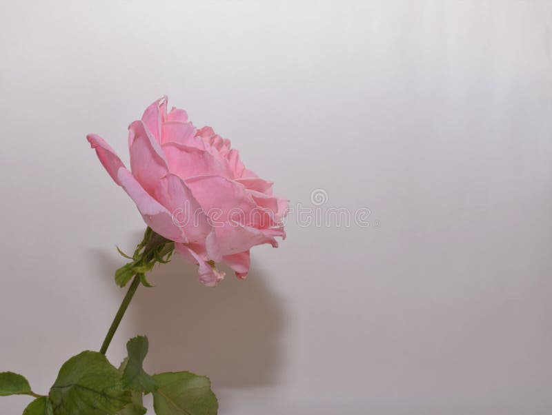 Single Pink Rose Isolated on White Background in Vertical Stock Photo ...