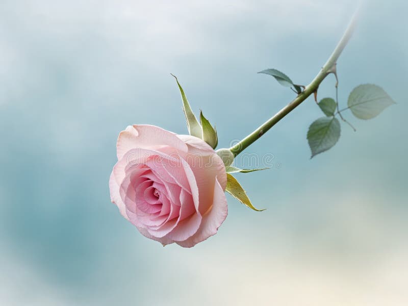 Single Pink Rose with Misty Blue Background Stock Photo - Image of ...