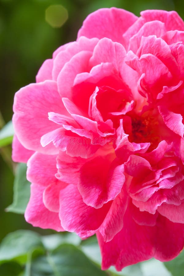 Single pink rose stock image. Image of plant, romantic - 76597215