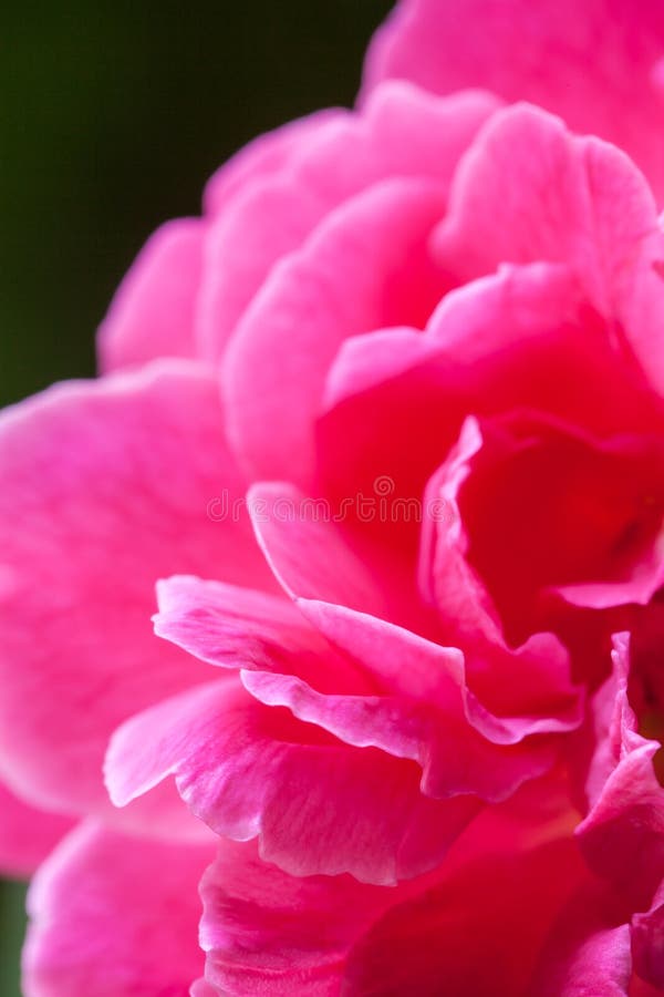 Single pink rose stock photo. Image of open, natural - 76874542