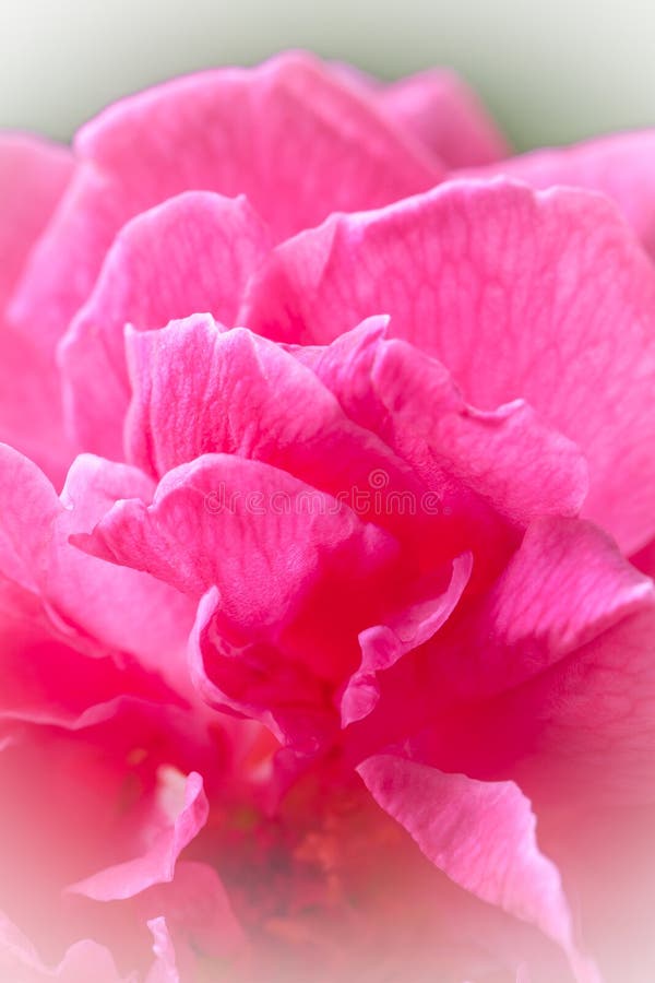 Single pink rose stock image. Image of romantic, flower - 76874565
