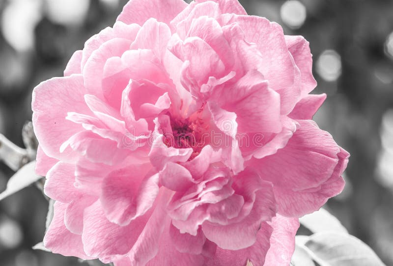 Single pink rose stock image. Image of open, gift, beautiful - 76927349