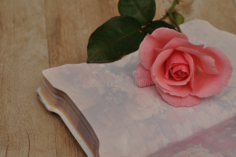 Single Pink Rose in an Open Notebook Stock Image - Image of vintage ...