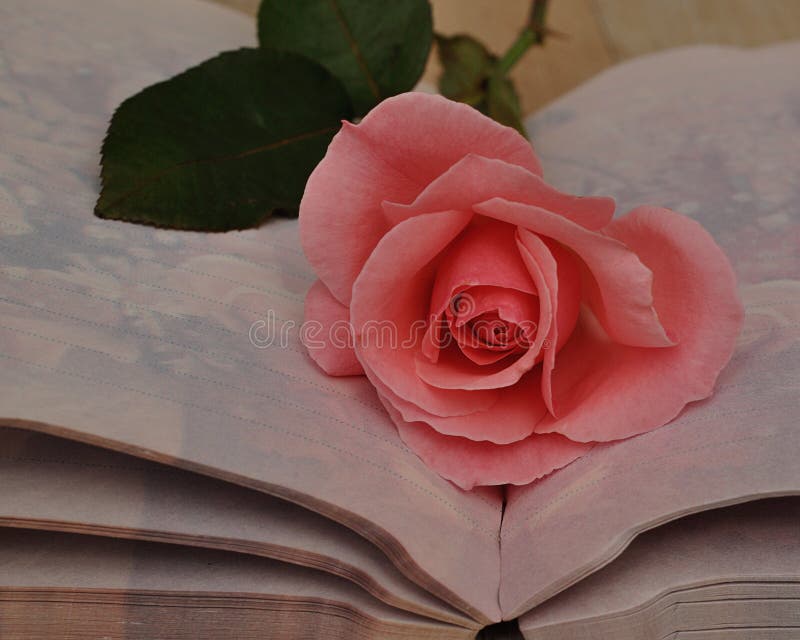Single Pink Rose in an Open Notebook Stock Photo - Image of single ...