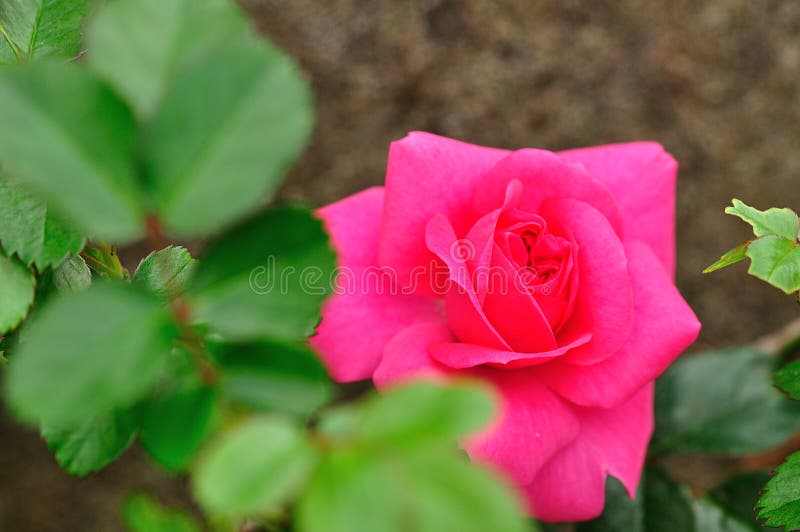 A single pink rose stock image. Image of garden, beauty - 75823617