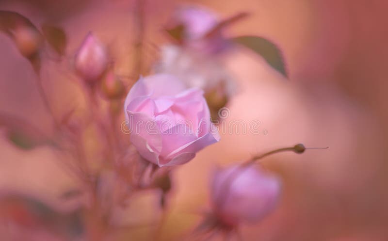 Single Pink Rose Over Transparent Background. Design Element Stock ...