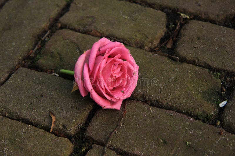 Single pink rose stock image. Image of flower, ground - 82118909