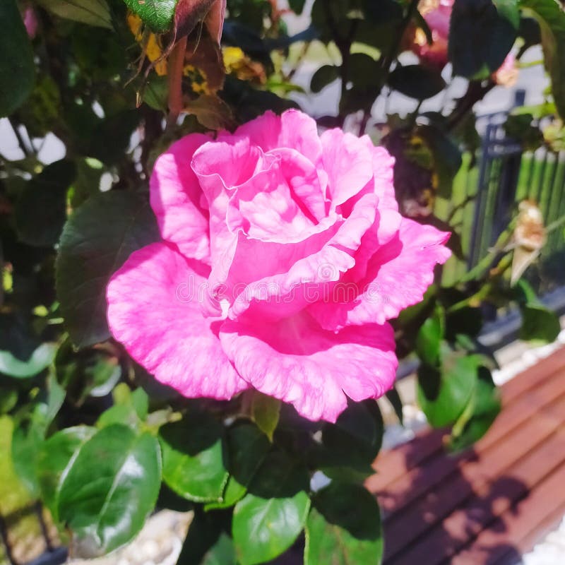 Single Pink Rose& X27;s Potrait Stock Image - Image of roses, blossom ...