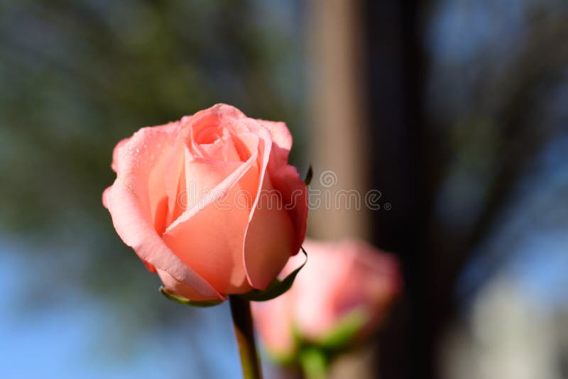 Single Pink Rose stock image. Image of fresh, flora, flower - 88244301