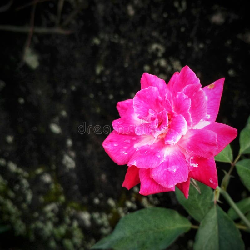 A single pink rose stock image. Image of leaf, single - 201952757