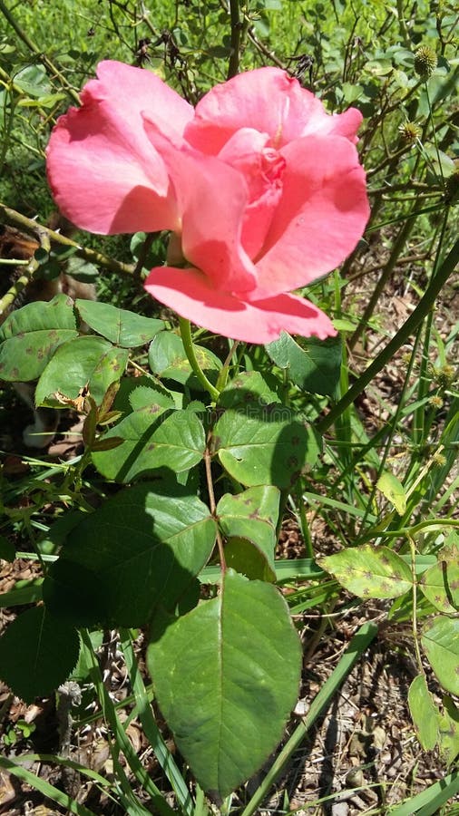 Single pink rose stock image. Image of pink, single, rose - 95533891