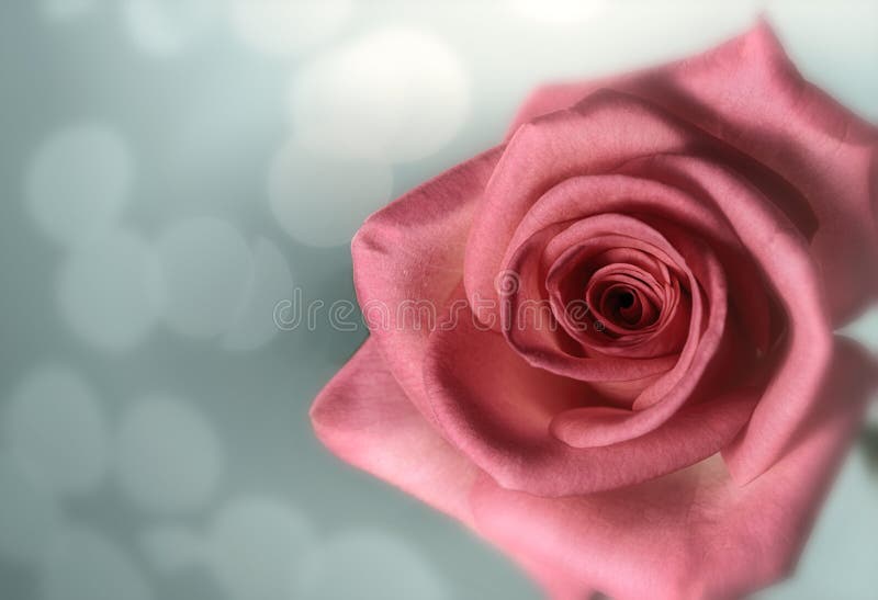 Single Pink Rose with Warm Blue Lights in Background Stock Image ...