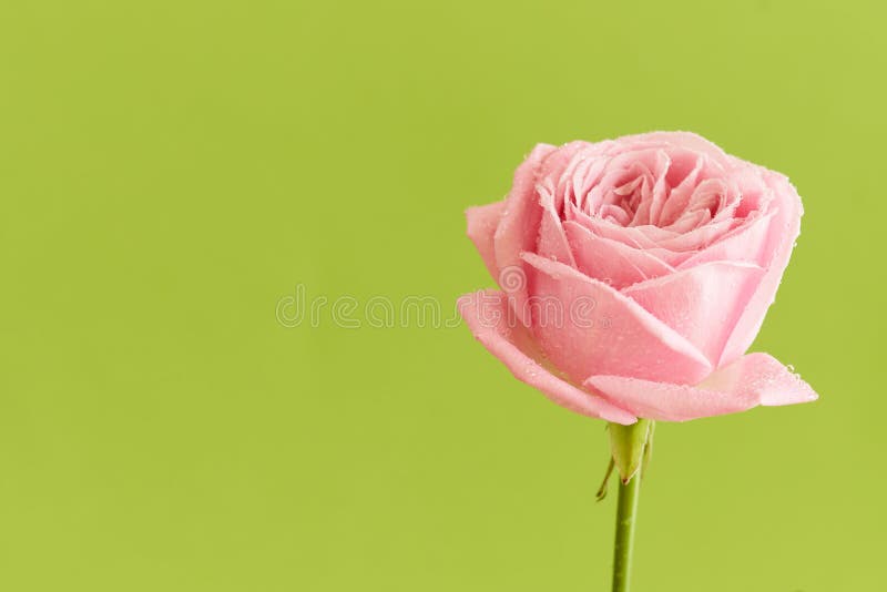 Single Pink Rose with Water Drops Stock Image - Image of water, flower ...