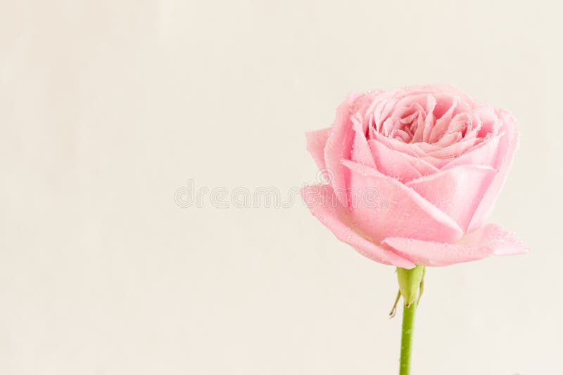 Single Pink Rose with Water Drops Stock Photo - Image of water ...